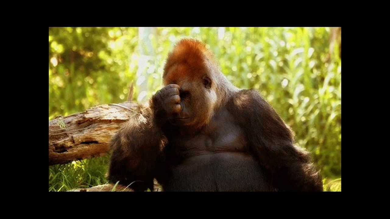 Epic *Facepalm* Compilation ULTIMATE EDITION HD - YouTube
