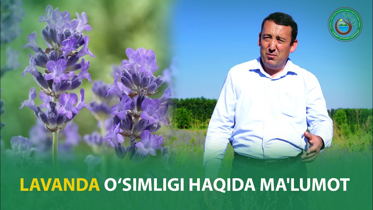 Lavanda o‘simligi haqida ma'lumot - YouTube