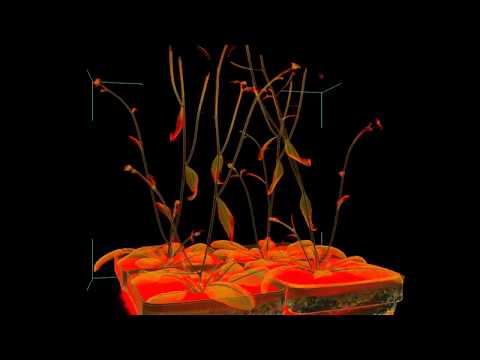 X-ray CT scan of Arabidopsis plants