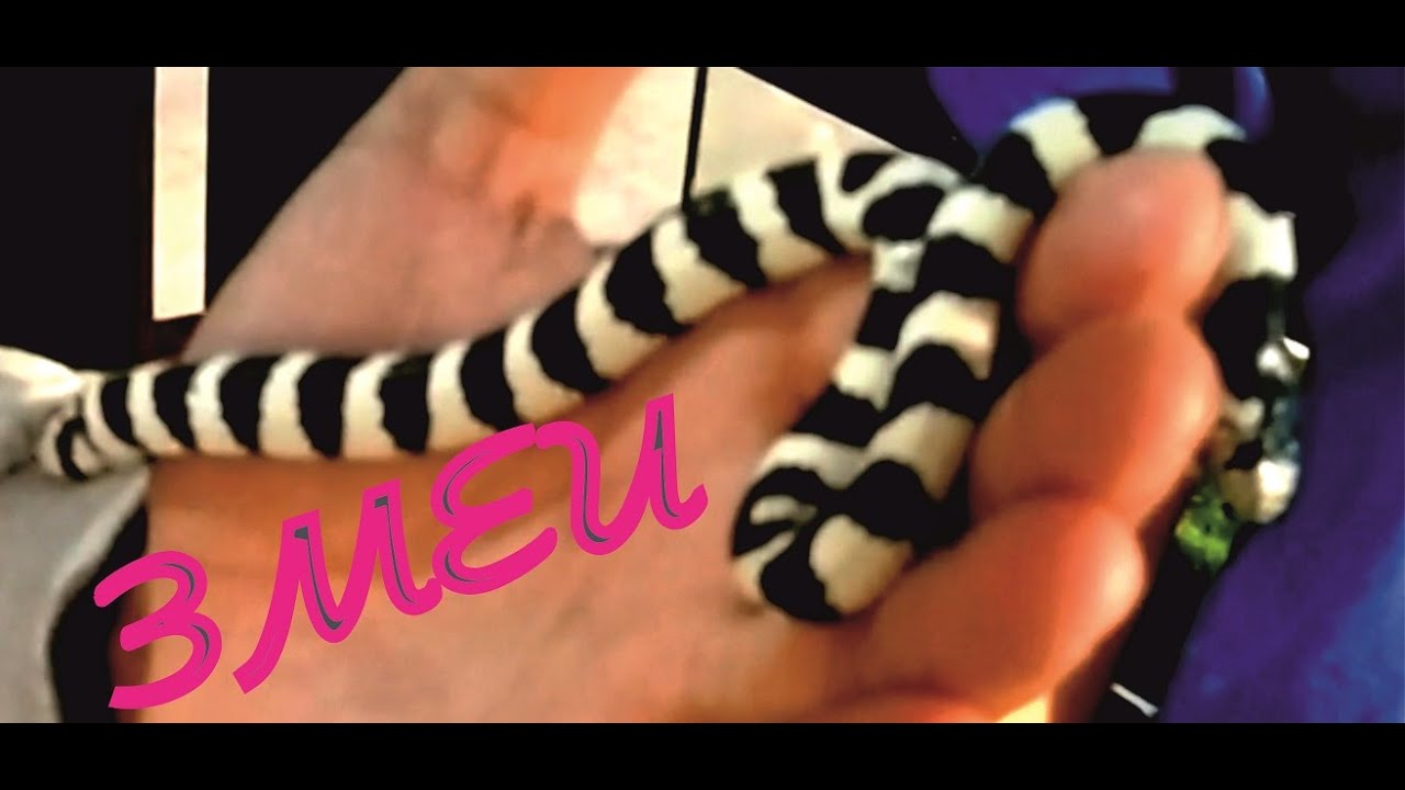 Зоопарк. Змея. Трогаем змею. *** Zoo. Snake. Touch the snake. - YouTube
