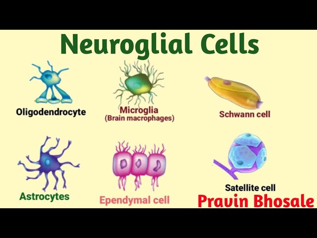 Neuroglial Cell Types By Location And Basic Function||, 52% OFF Neuroglial Cell Types By Location And Basic Function||, 52% OFF