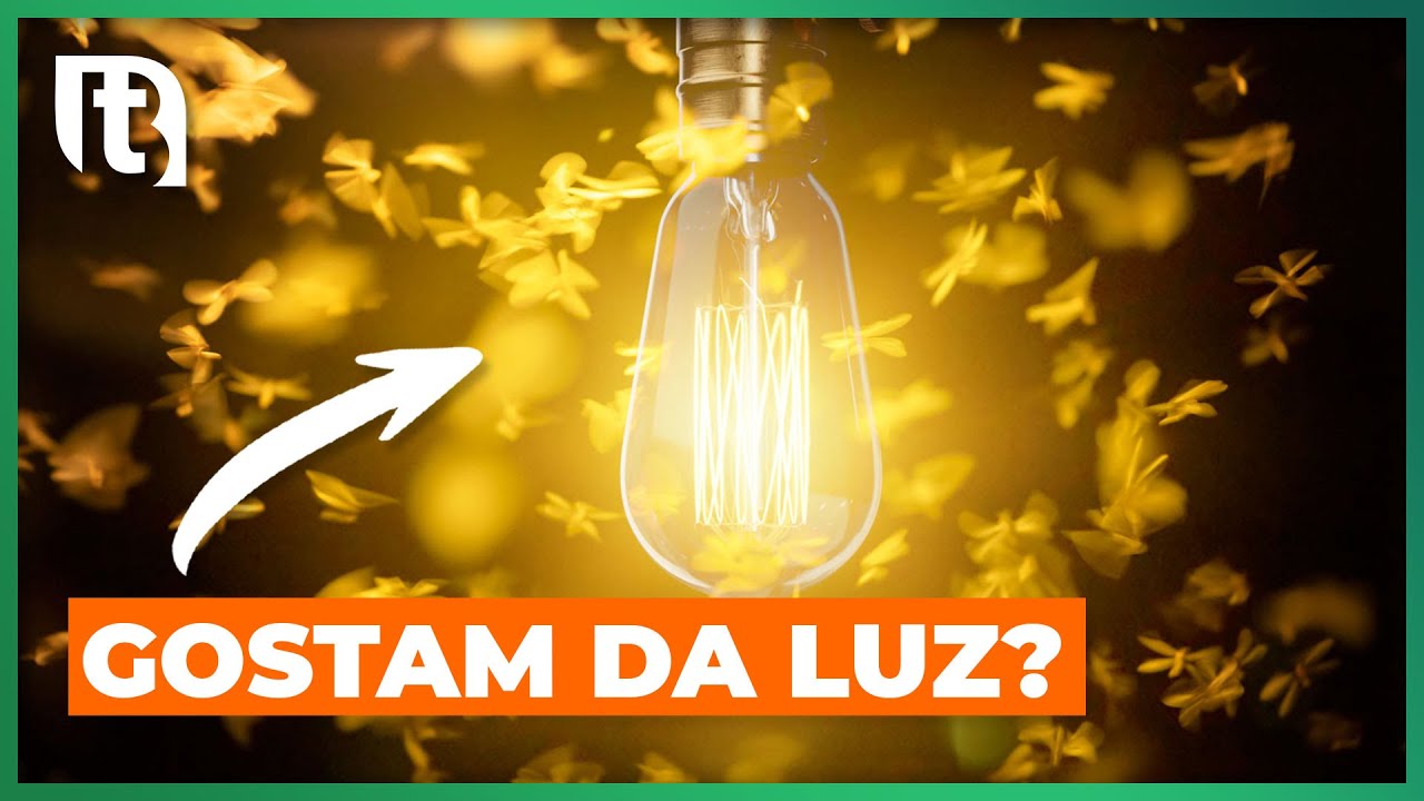 Por que os insetos são atraídos pela luz? | Biologia em Tudo - YouTube