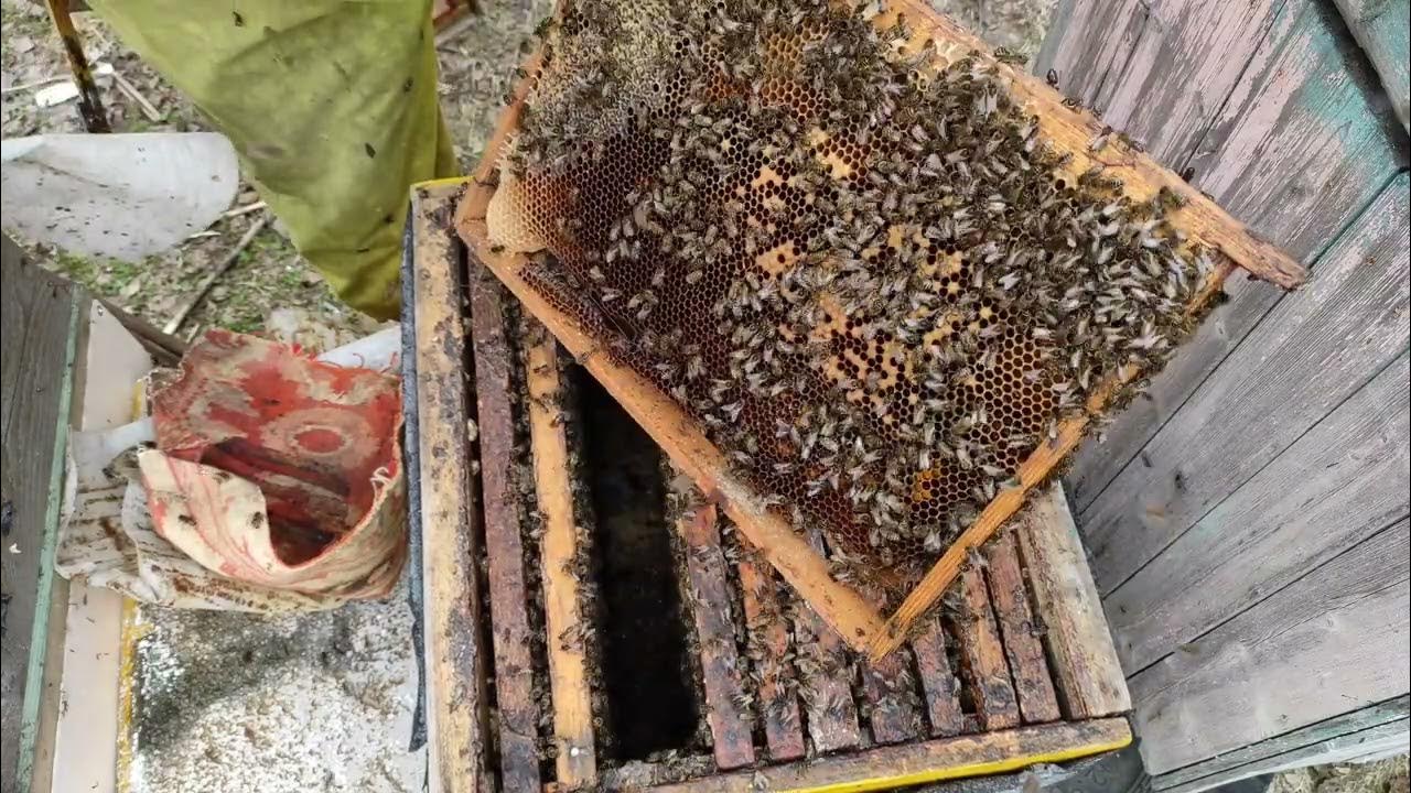 Пчеловодство. Первое весеннее расширение пчелосемей. Начало весеннего ...