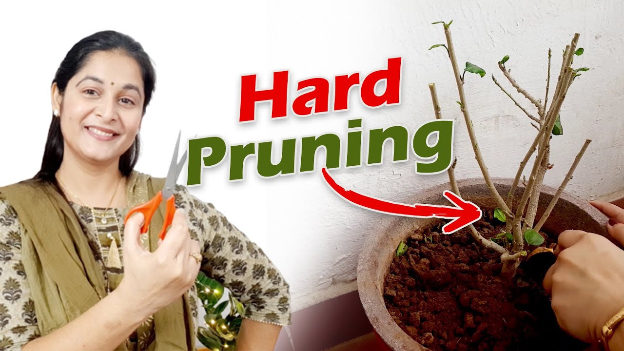 Hard Pruning I What Is Hard Pruning I How To Do Hard Hard Pruning I What Is Hard Pruning I How To Do Hard
