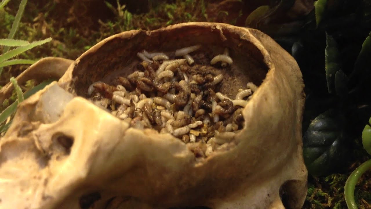 House Fly Maggots - YouTube