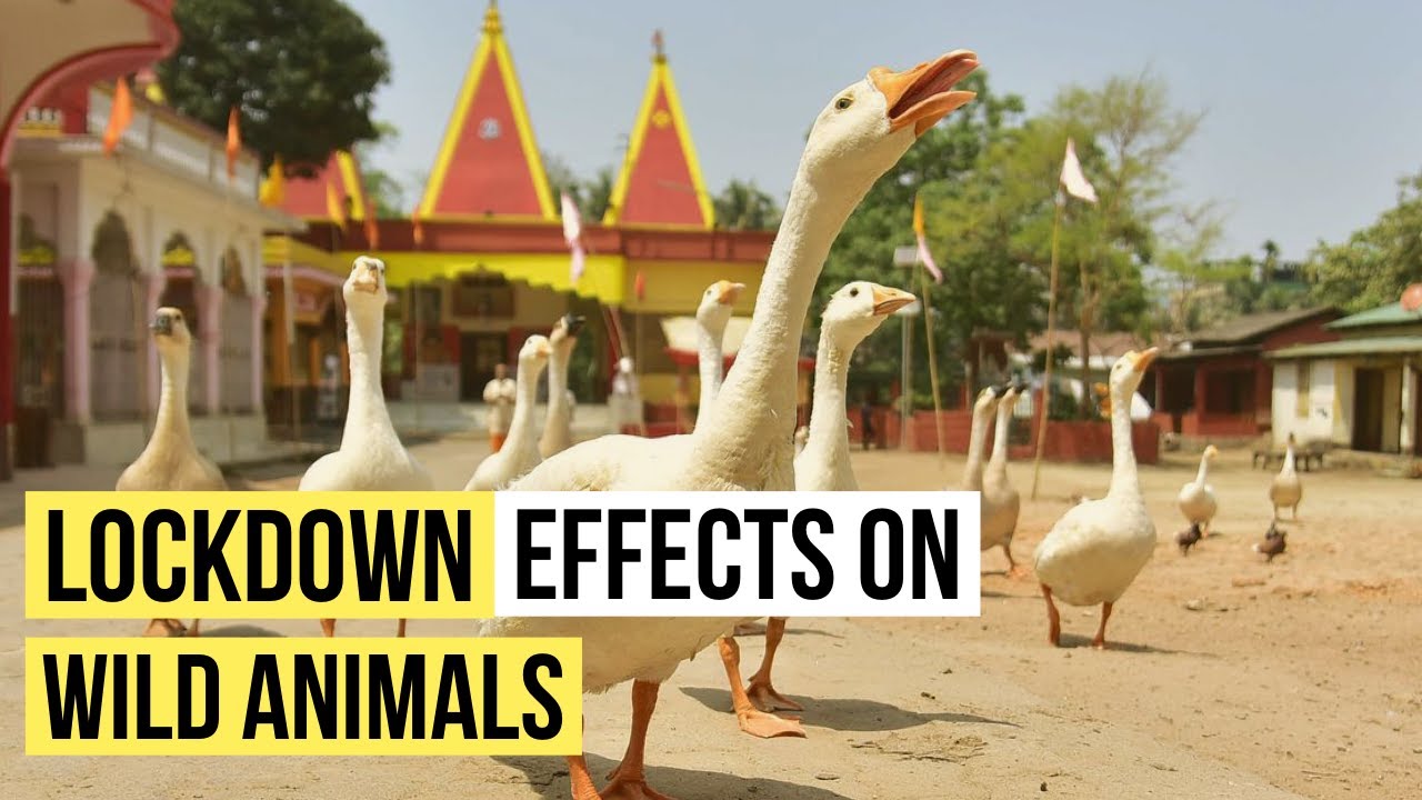 Corona Pandemic Lockdown Effect on Wild Animals - YouTube