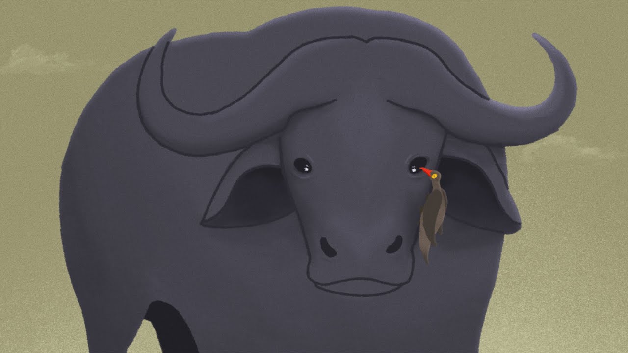 The Ox & the Bird | Animated Short Film | CalArts 2024 - YouTube
