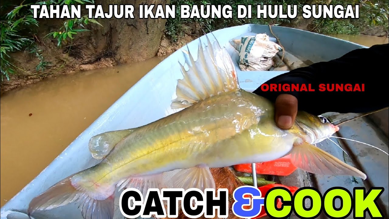 (CATCH & COOK) TAHAN TAJUR IKAN BAUNG!! - YouTube