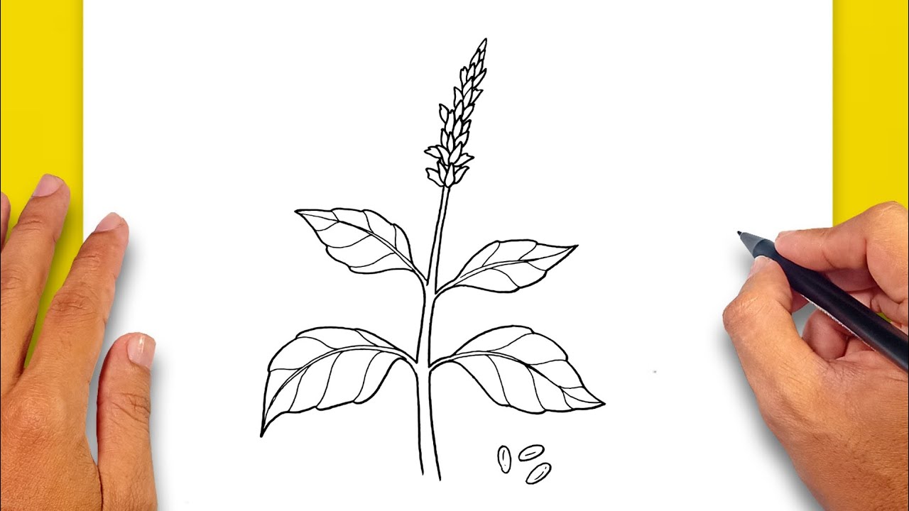 How to draw Chia Plant - YouTube