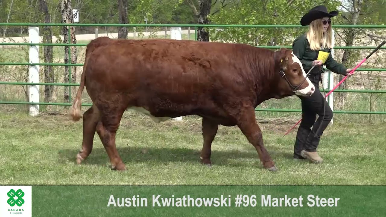 Lot 22 Tag 96 Market Steer Austin Kwiathowski Goodridge 4 H 2021 - YouTube