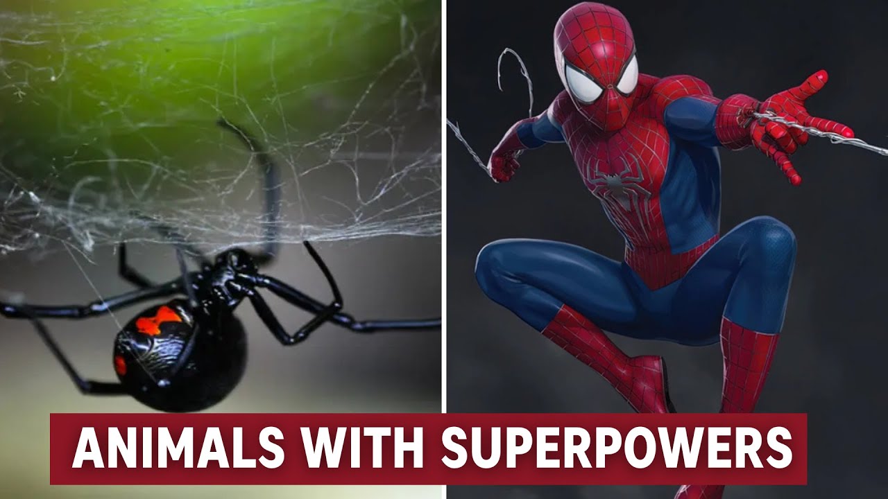 Animals With Superpowers Humans Wish They Had - YouTube