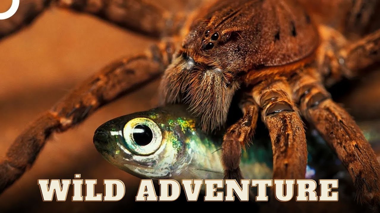 The Most Dangerous Tiny Creatures | Wild Ones Episode 10 | Animal ...