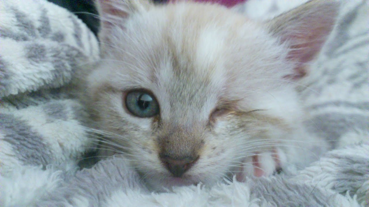 Meet Pixie, the One Eyed Kitty - YouTube