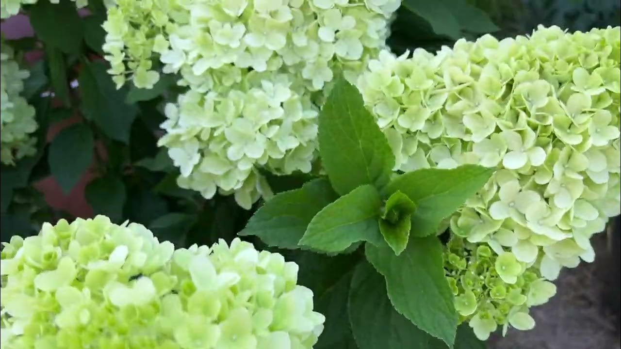 НОВИНКА!!! Саммер Бриз (Summer Breeze) & Литтл Лайм Айс - YouTube