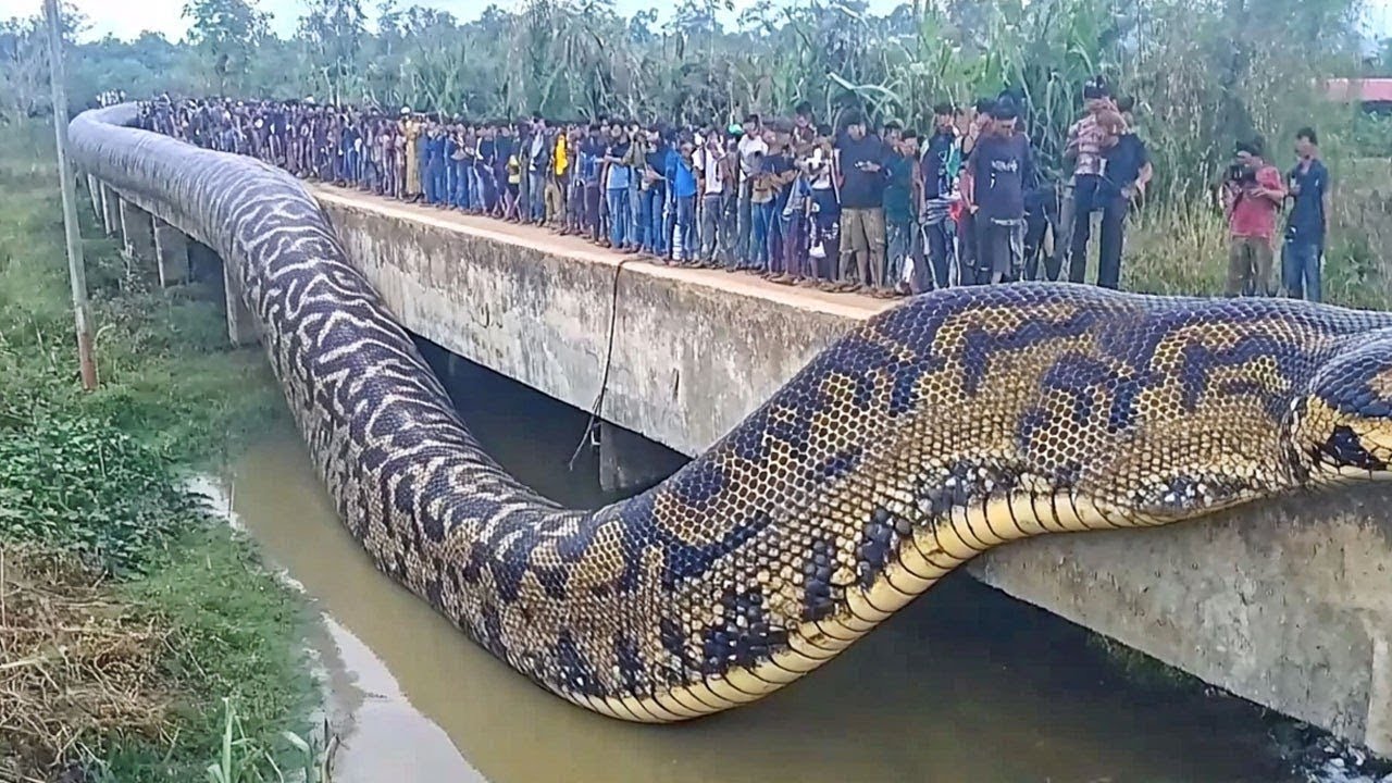 20 Largest Amazon Monsters Ever Discovered - YouTube