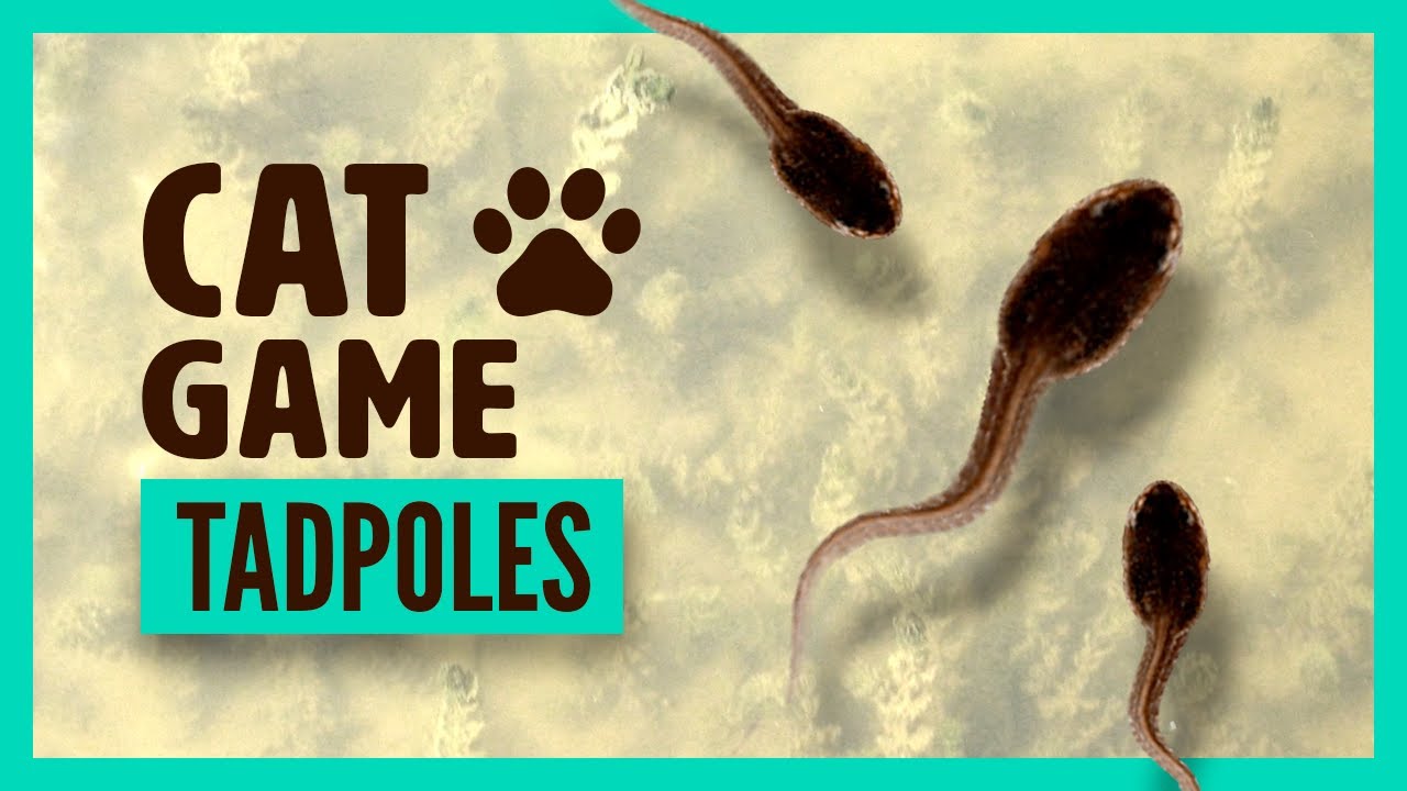 Game for cat : TADPOLES on screen - For cats and pets that loves fishes ...