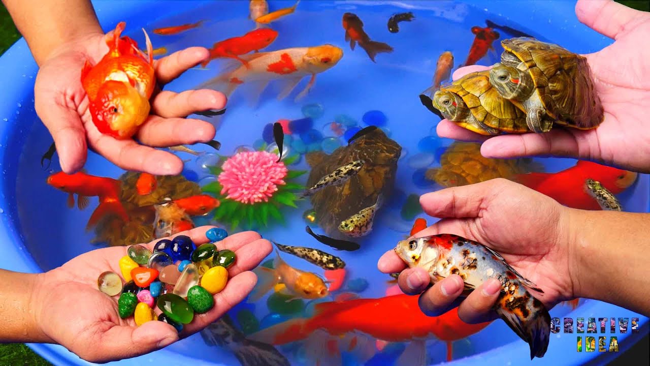 Neon Fish Ping Pong Catfish Turtle Pleco Betta Angelfish Goldfish Koi ...