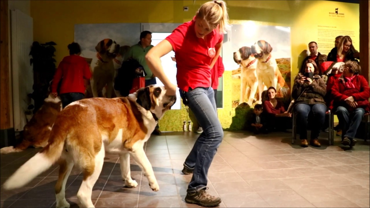 Dog dancing - 2016 - YouTube