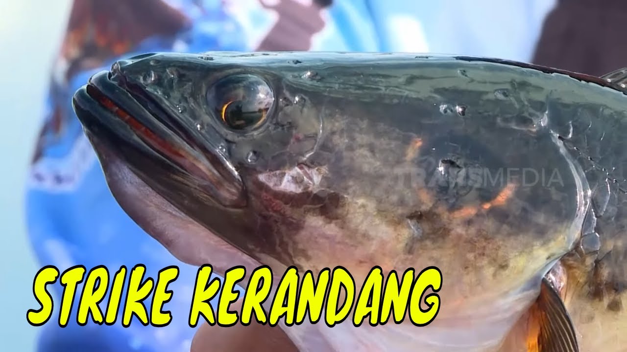 Menaklukkan Ikan Kerandang di Sungai Sebangau | MANCING MANIA STRIKE ...