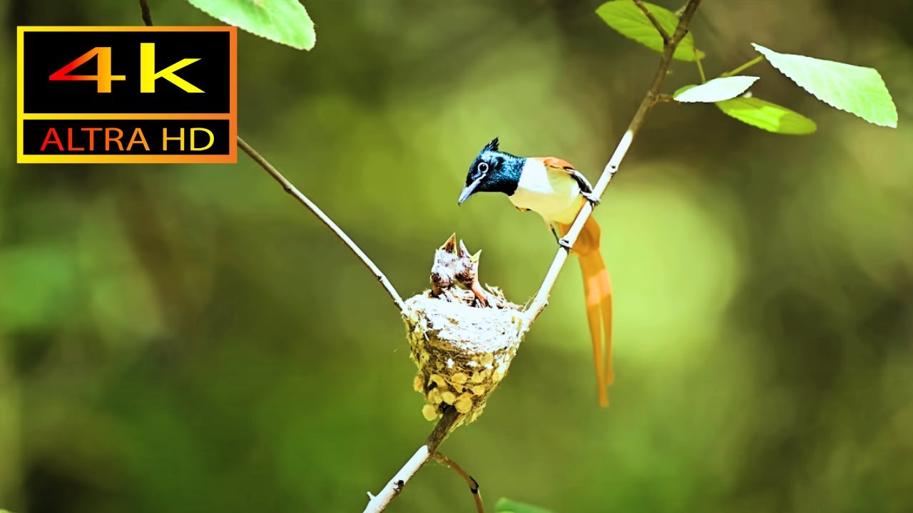 Bird nature videos positive comment 4k - YouTube
