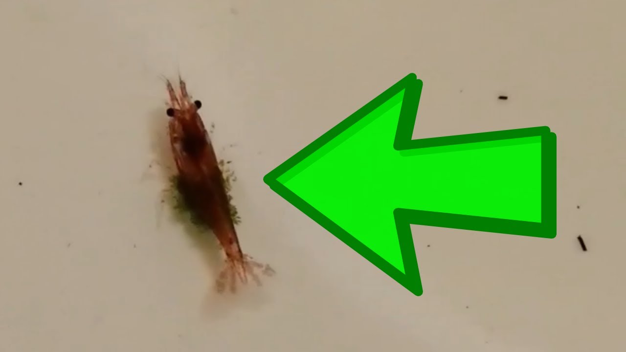 Green Fungus in Shrimp Tanks? Ellobiopsidae Outbreak Explained! - YouTube