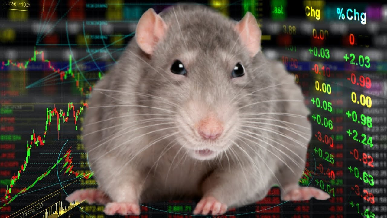 MY PET RATS PREDICT THE STOCK MARKET - YouTube