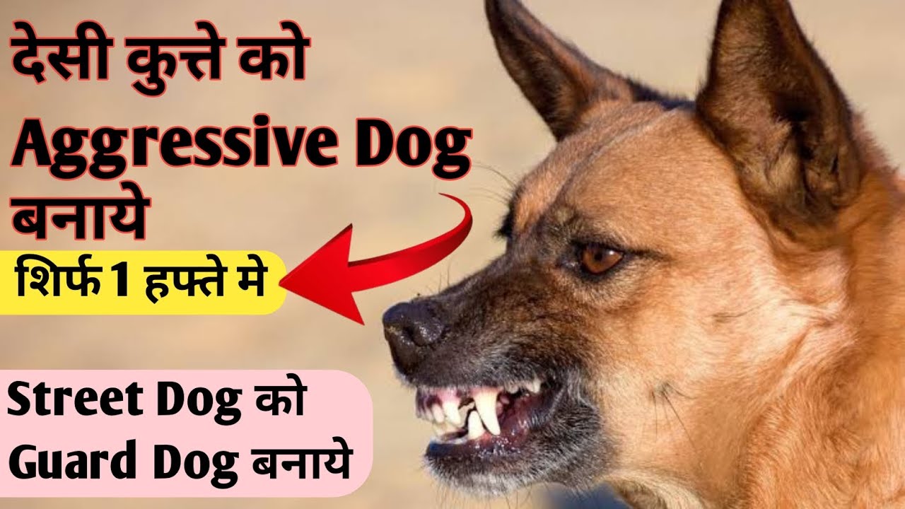 Street Dog Ko Aggressive Kaise Banaye | Desi Dog Ko Guard Dog Kaise ...