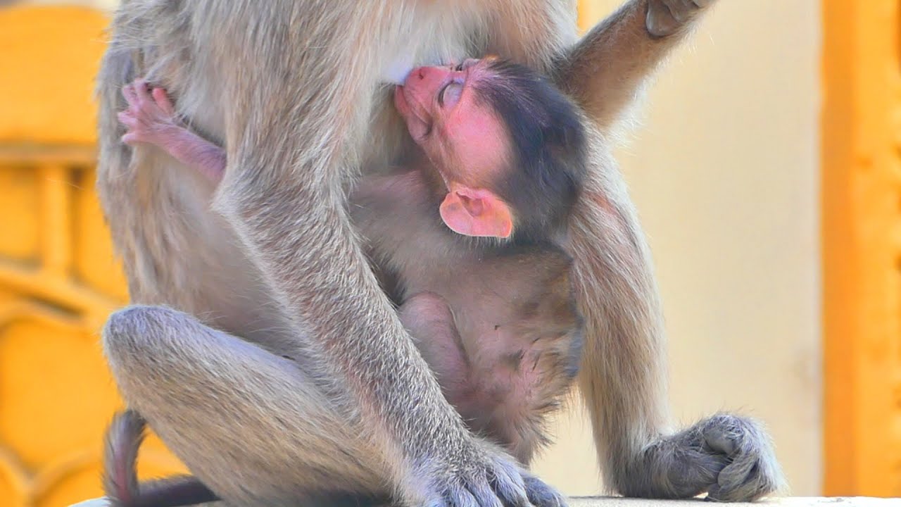 Very beautifully newborn baby monkey sleeping and taking milk from mom ...