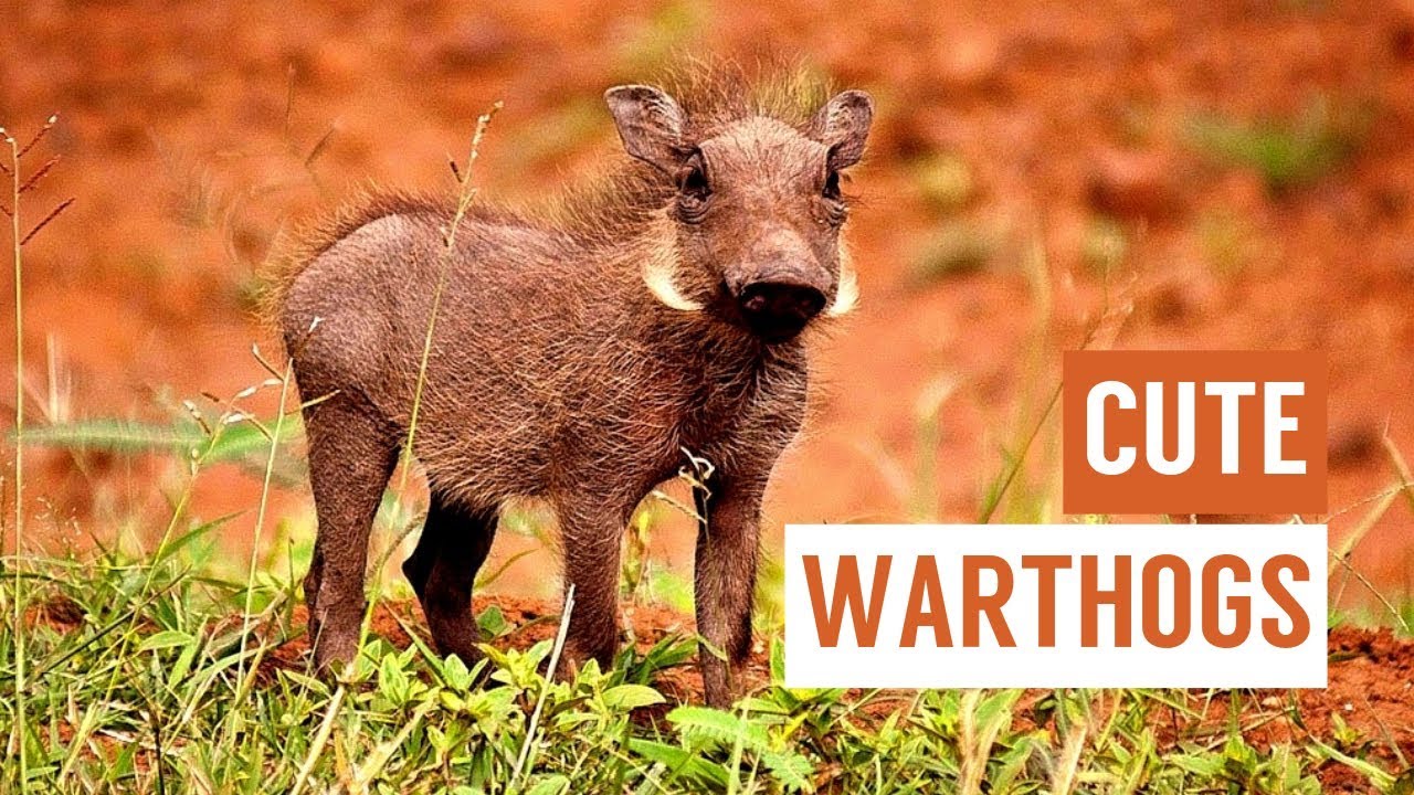 Cute Warthog Spinning and Playing Compilation - YouTube