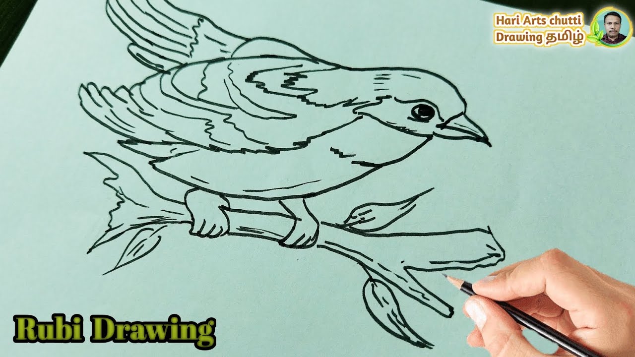 Rubi drawing | simple way to draw a rubi | Hari Arts drawing | birds ...