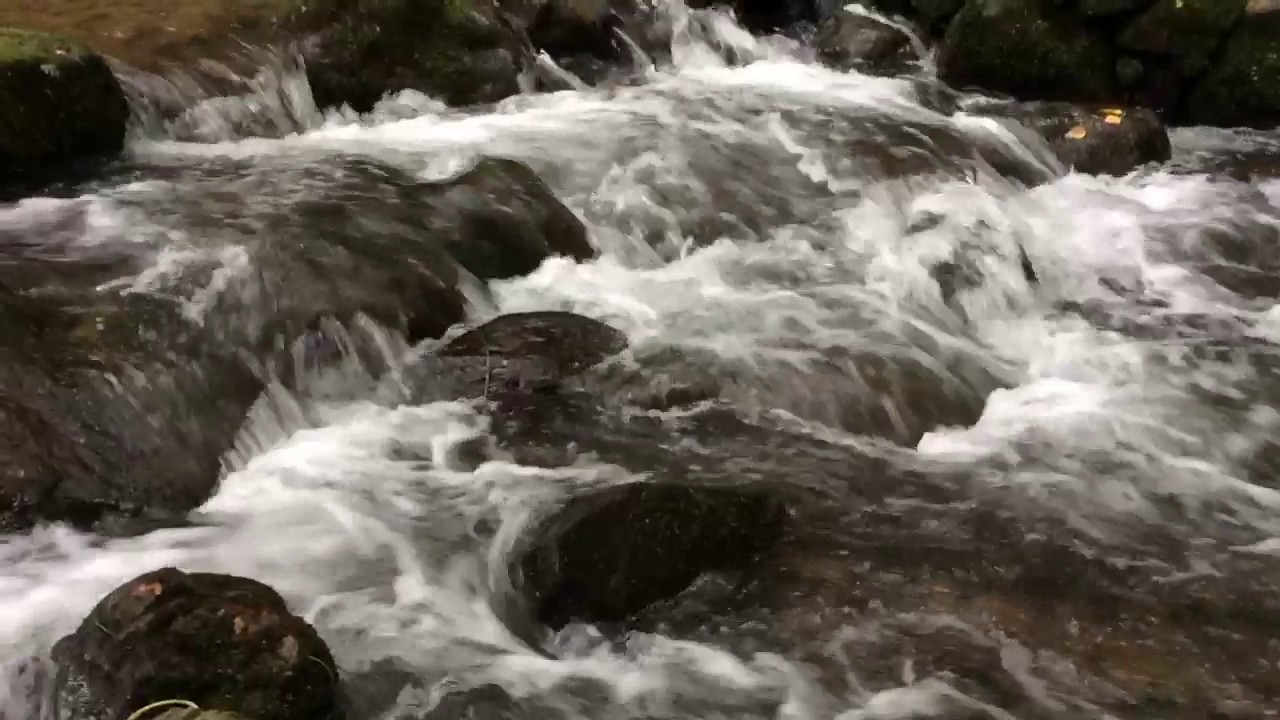 The sound of the swamp. - YouTube