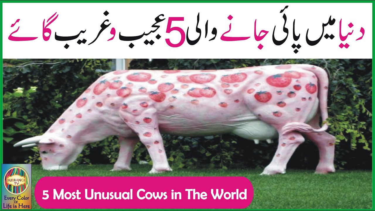 5 Most Unusual Cows in the world I Must Watch till End I - YouTube