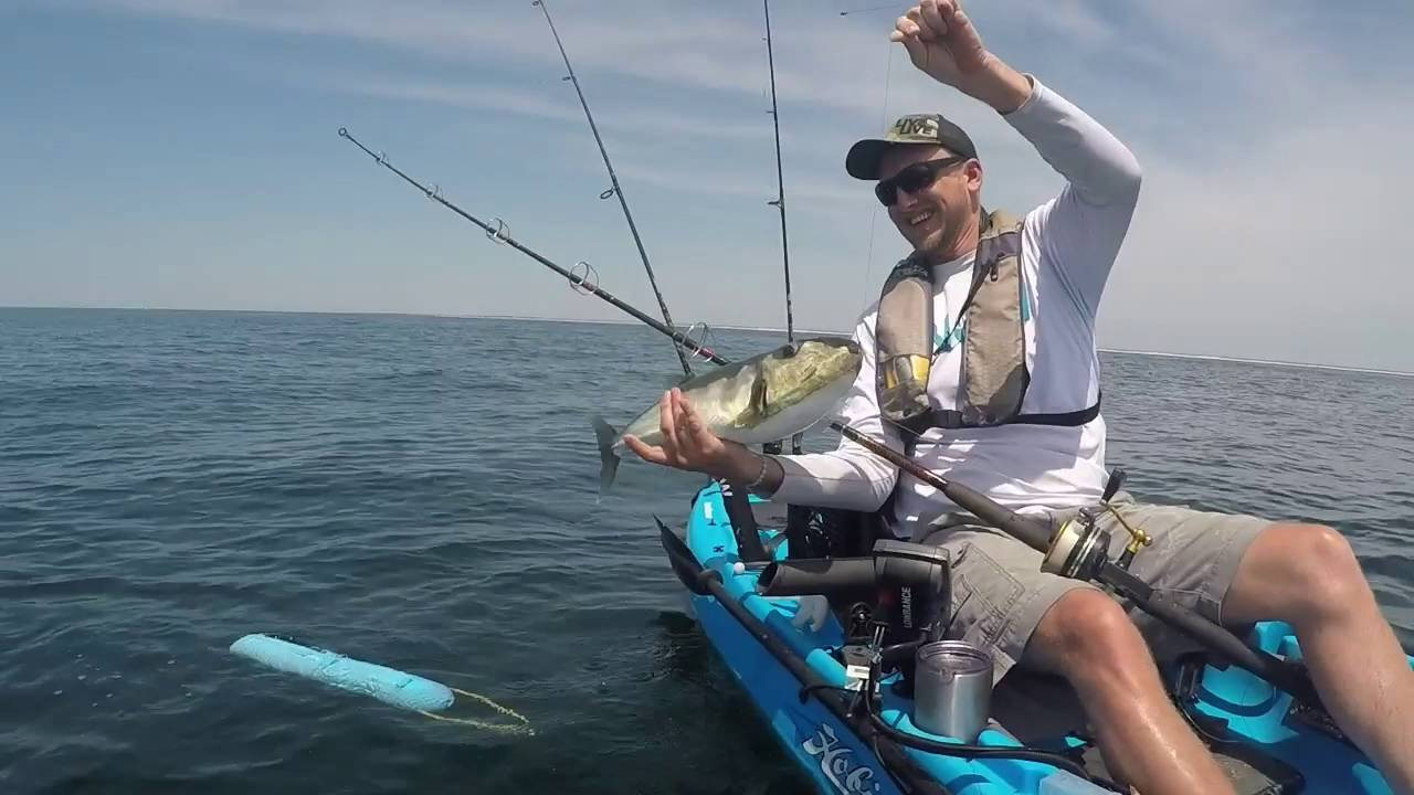 How to properly handle a Smooth Puffer Fish - YouTube