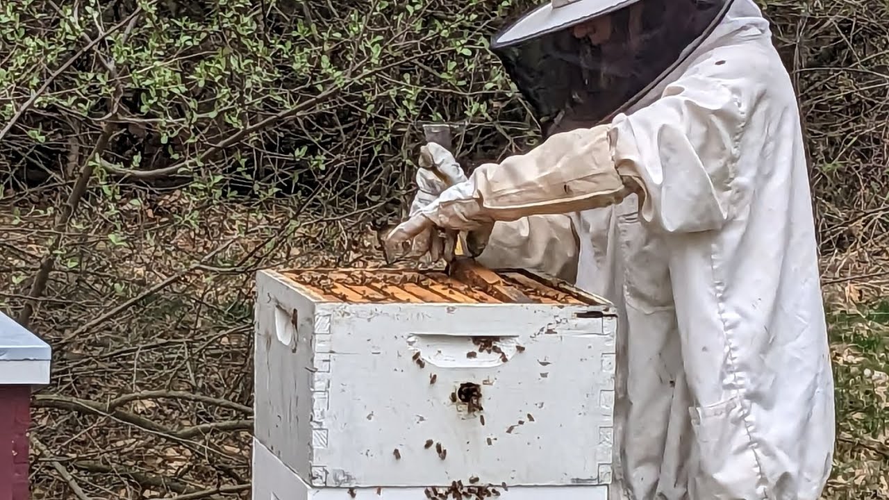 2022 Wisconsin hive update (existing hive) - YouTube