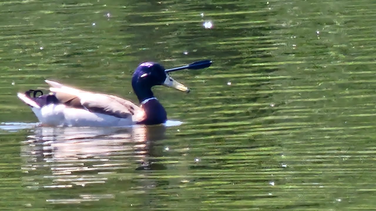 Duck with a bolt through its head... - YouTube