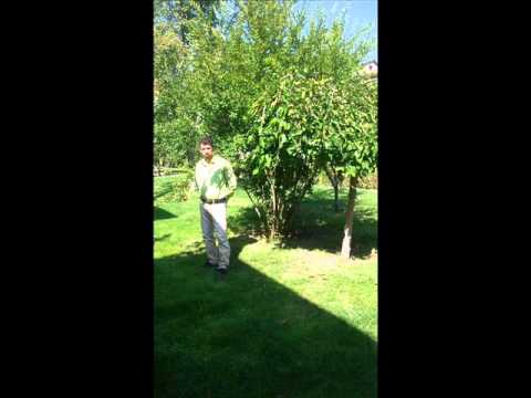 DENGBEJ FADIL  TEYARE KARAÇOLİ