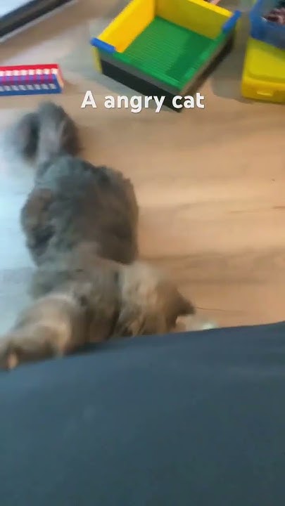 A very angry cat - YouTube