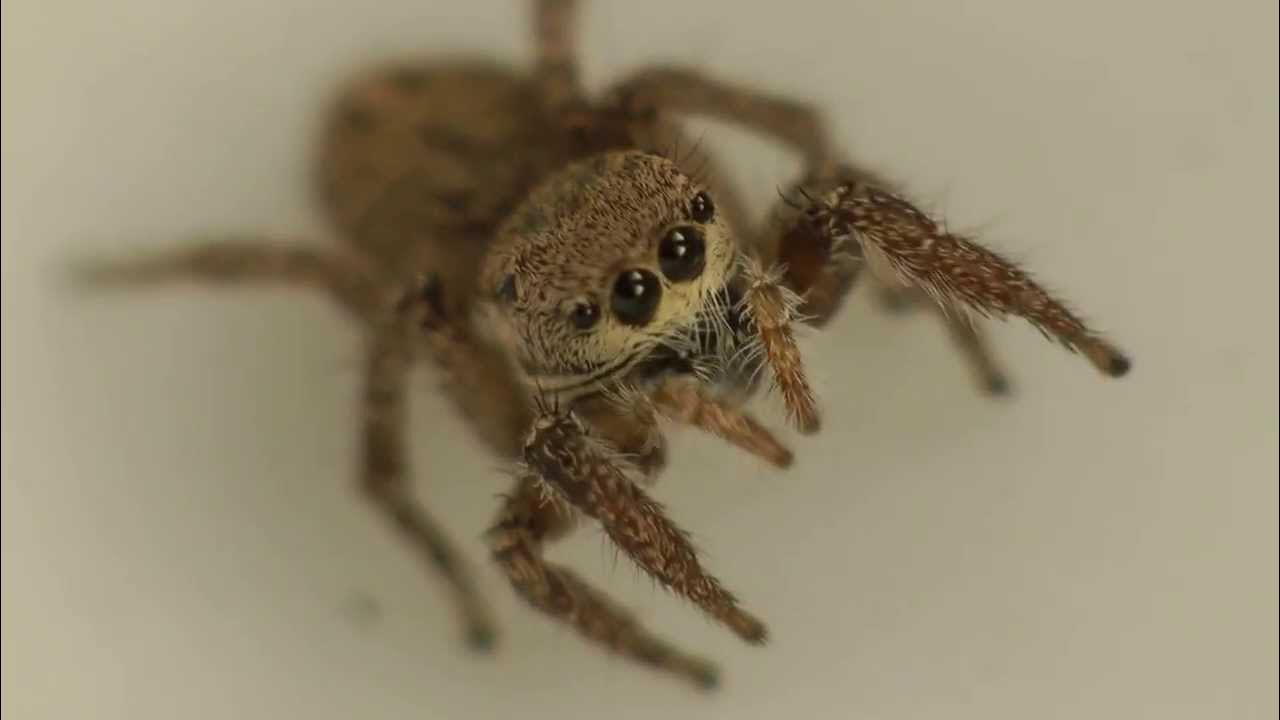 Cute Jumping Spider So Tiny Salti Silva Habronattus Coecatus Youtube