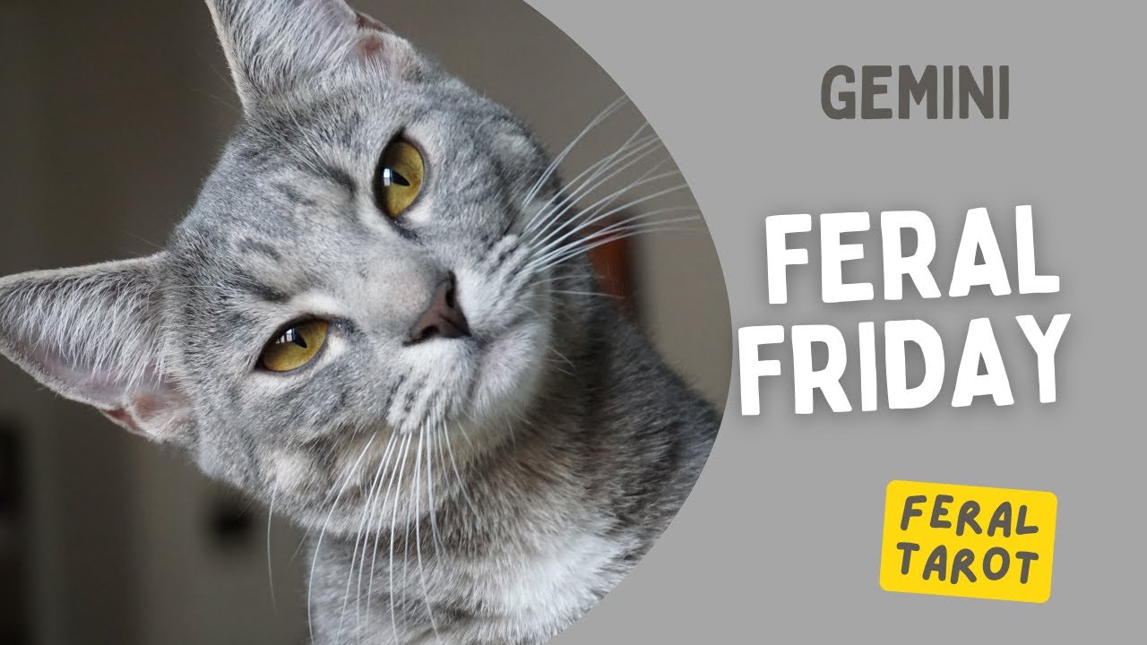 Gemini Feral Friday - YouTube