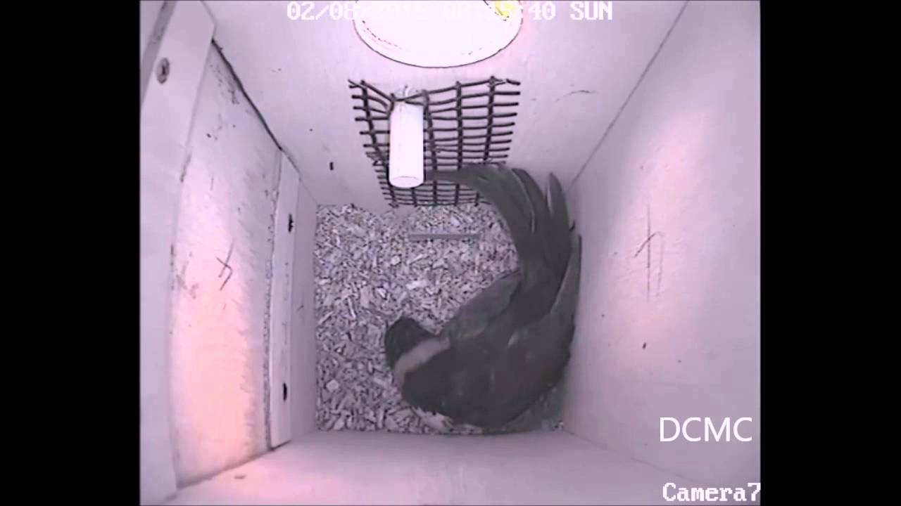 Rainbow Lorikeet inside nestbox - YouTube