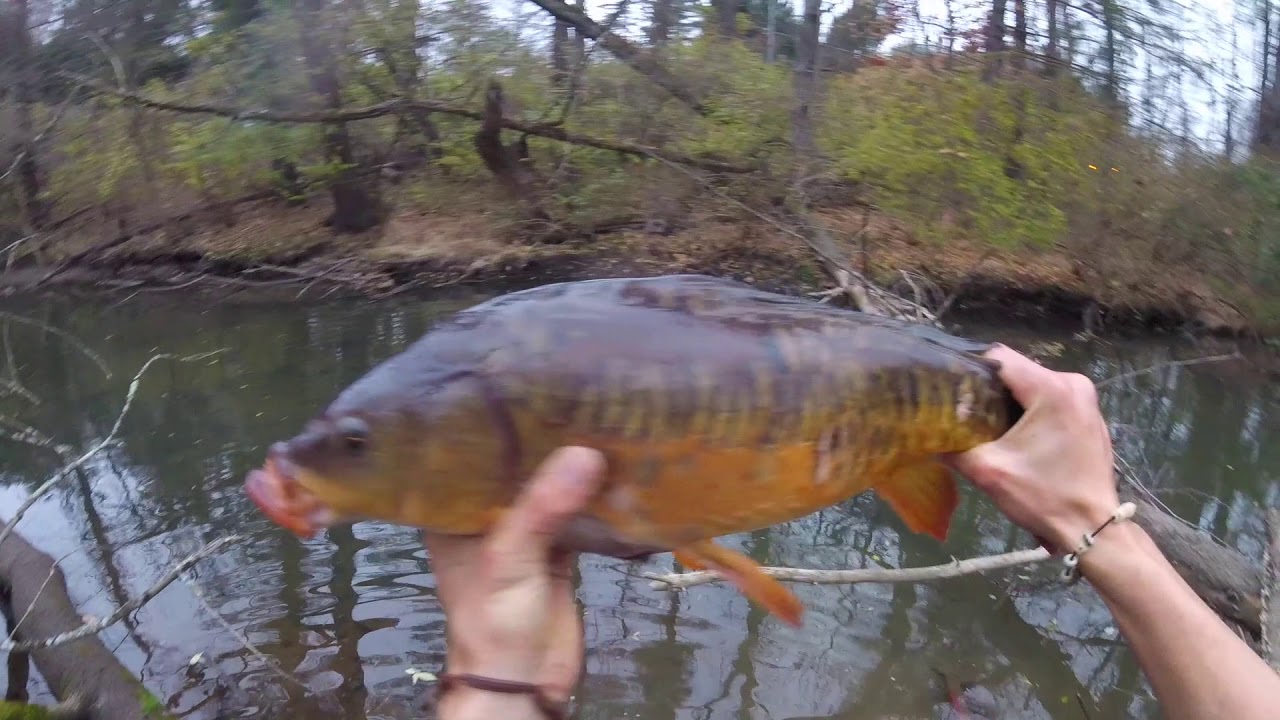 SIGHT FISHING FOR SUPER RARE FISH!! (WHY AM I SHOUTING!!) - YouTube