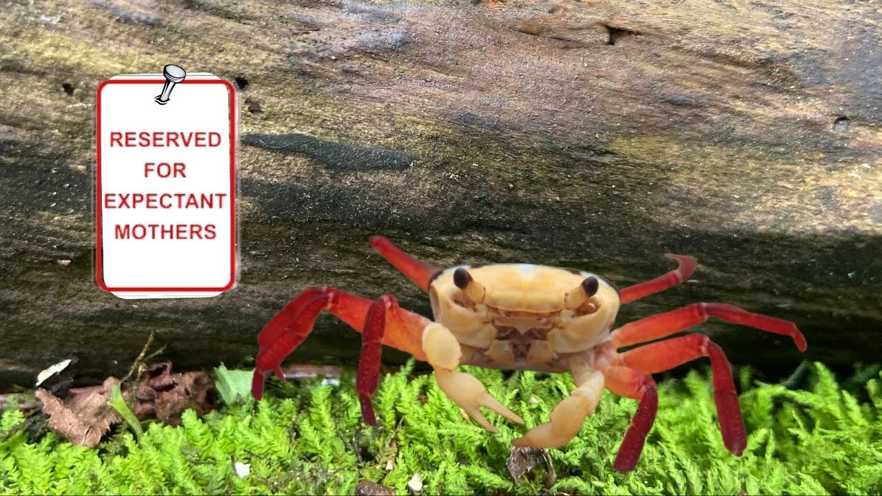My Witcher crab is pregnant! (lets make a quick setup) - YouTube