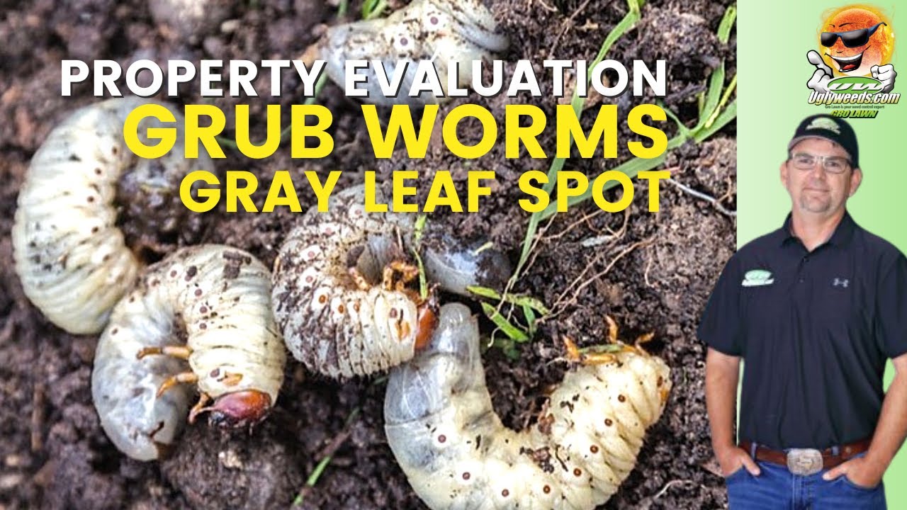 Property Evaluation with Grub Worms and Take All Root Rot - YouTube