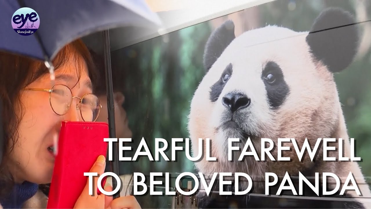 South Koreans hold farewell to panda Fu Bao before her departure to ...