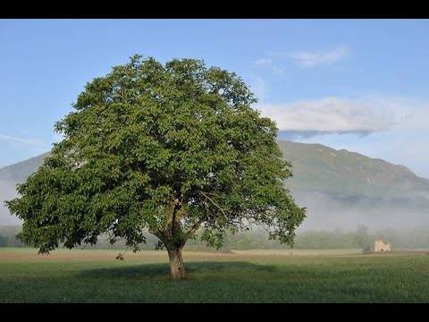 1- De l'arbre à Gaia - YouTube