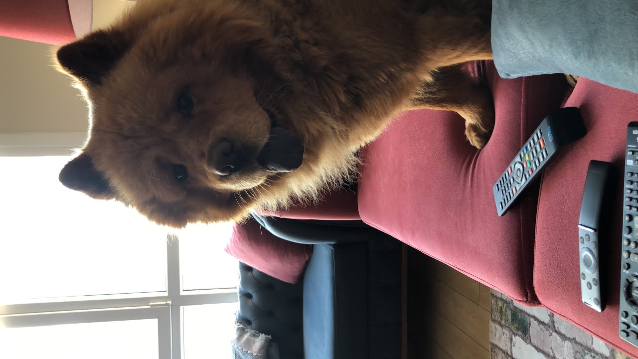 Chow chow-Çin aslanı Papi'nin oyun zamanı - YouTube