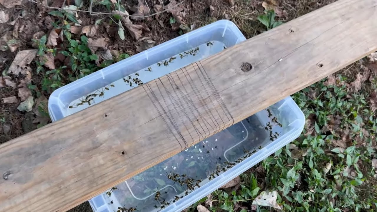 How to Make the Best Yellow Jacket Trap !! Put To The Test !!! - YouTube