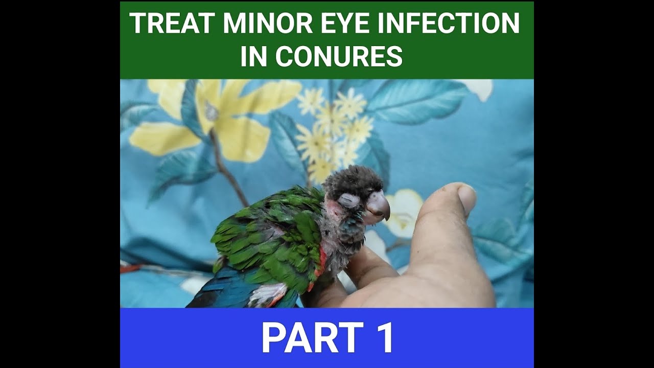 How to treat eye infection in conures | Arsh's_bird - YouTube