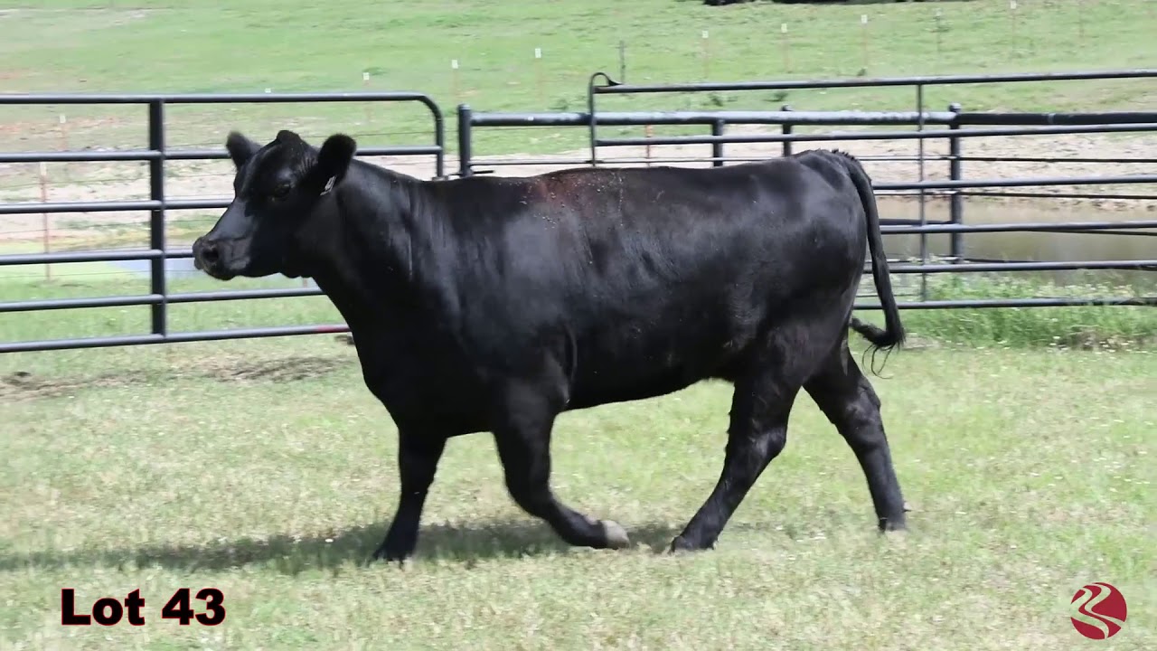 Red River Farms 2018 Lot 43 - YouTube