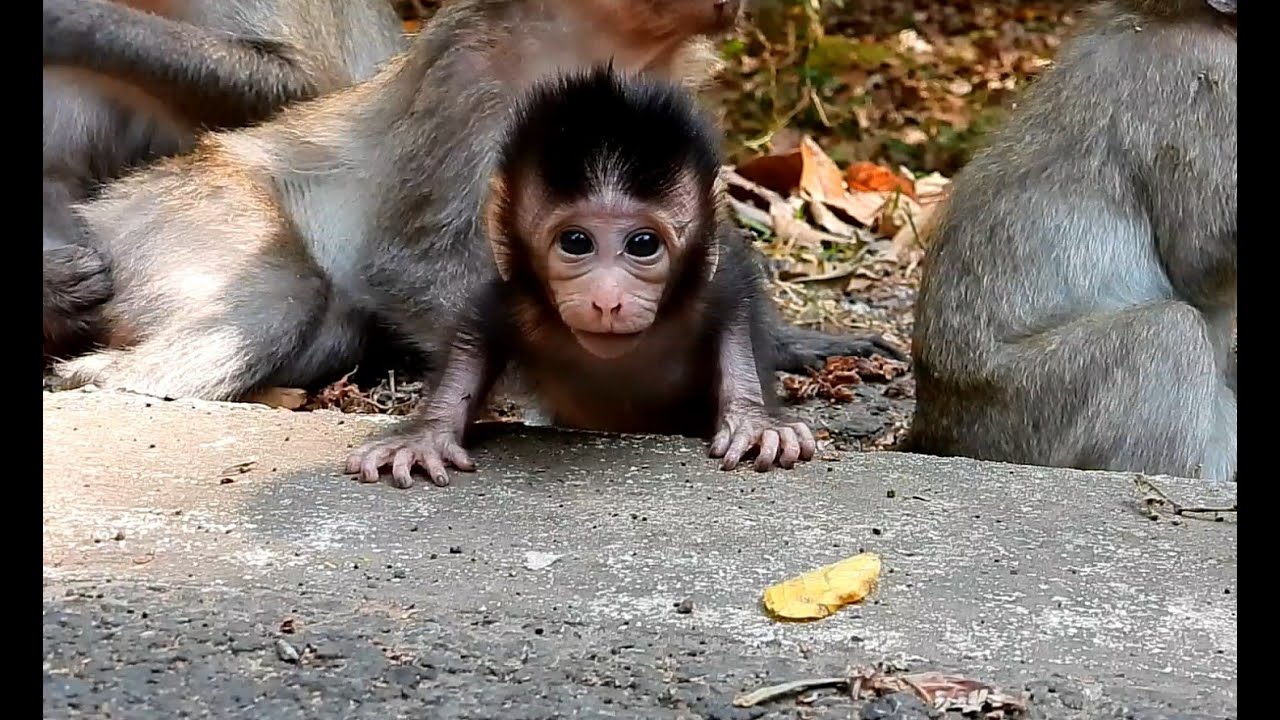 Wow ! Absolutely Gorgeous, Monkey baby is so active and playful with ...